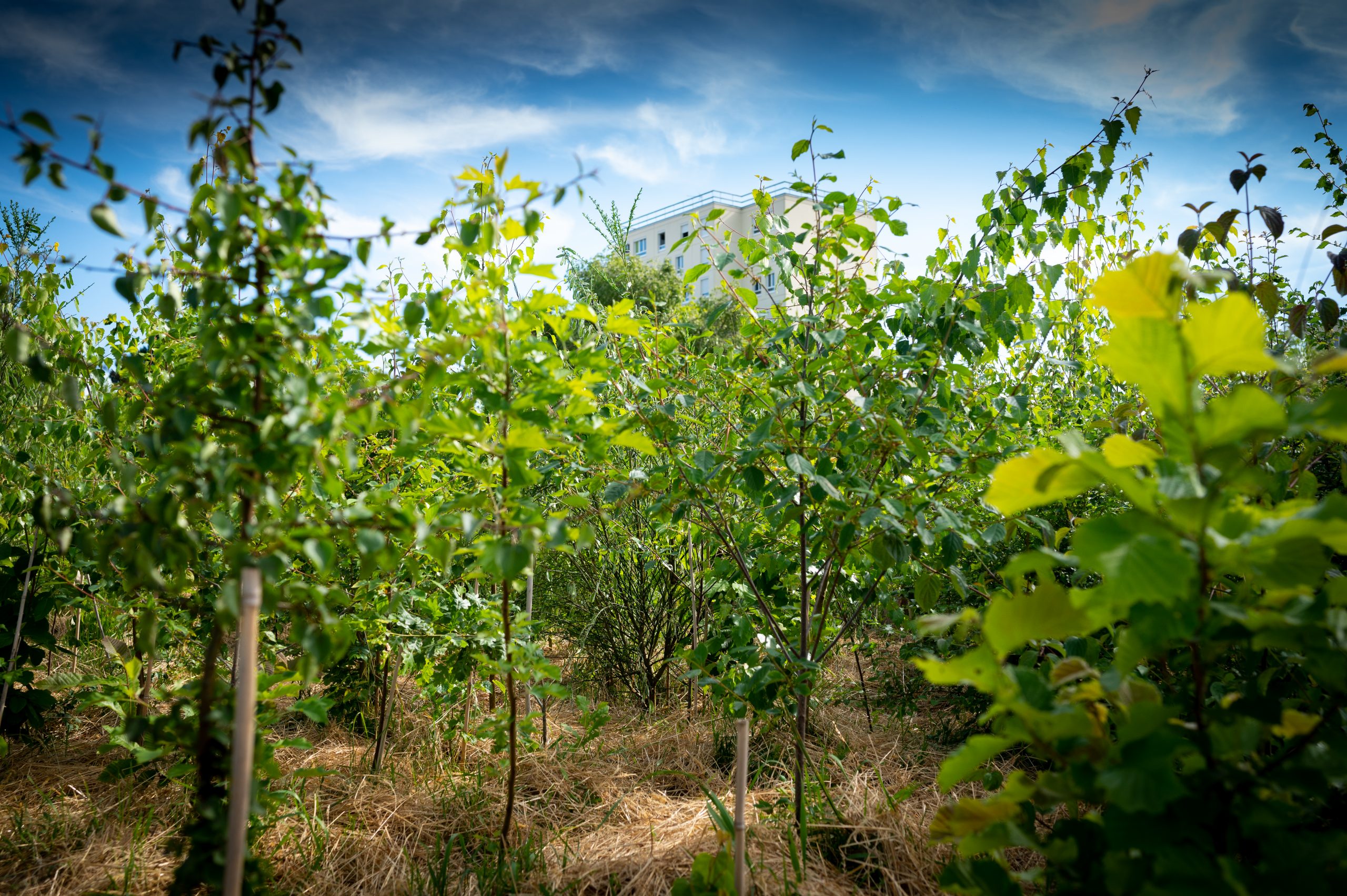 Mini Big Forest - Fondation Groupe LDLC